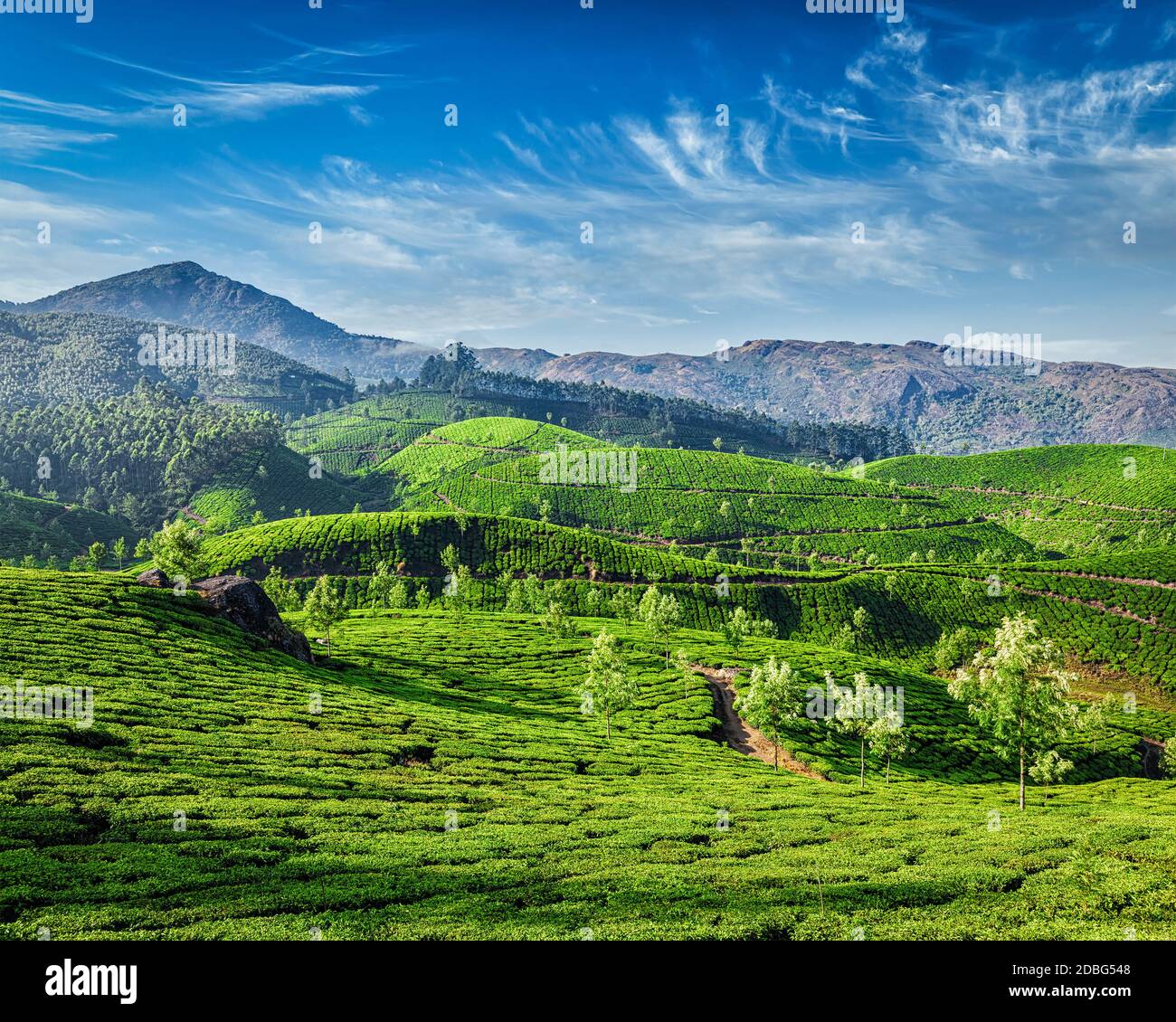 Green tea plantations in the morning, Munnar, Kerala state, India Stock ...
