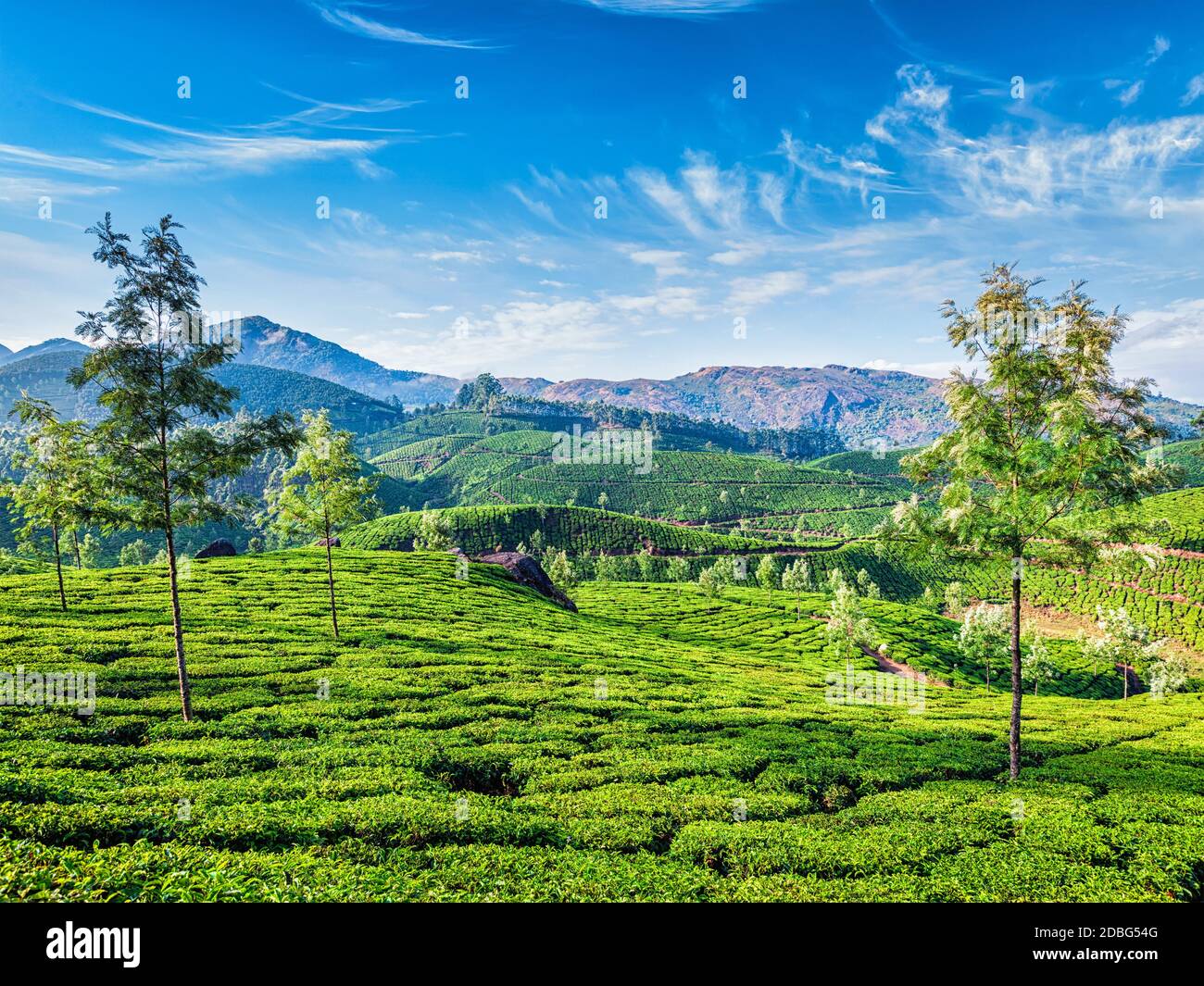 Green tea plantations in the morning, Munnar, Kerala state, India Stock ...