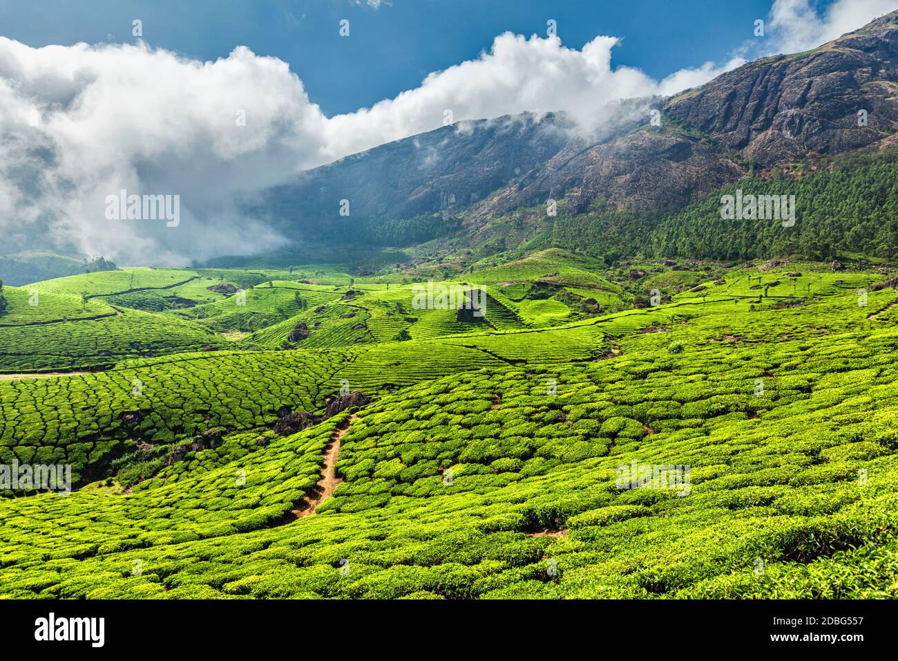 Scenic green tea plantations in Munnar, Kerala state, India Stock Photo ...