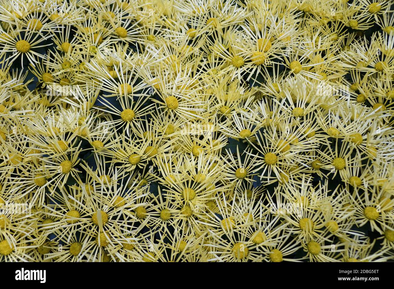 Chrysanthemum vesuvio hi-res stock photography and images - Alamy