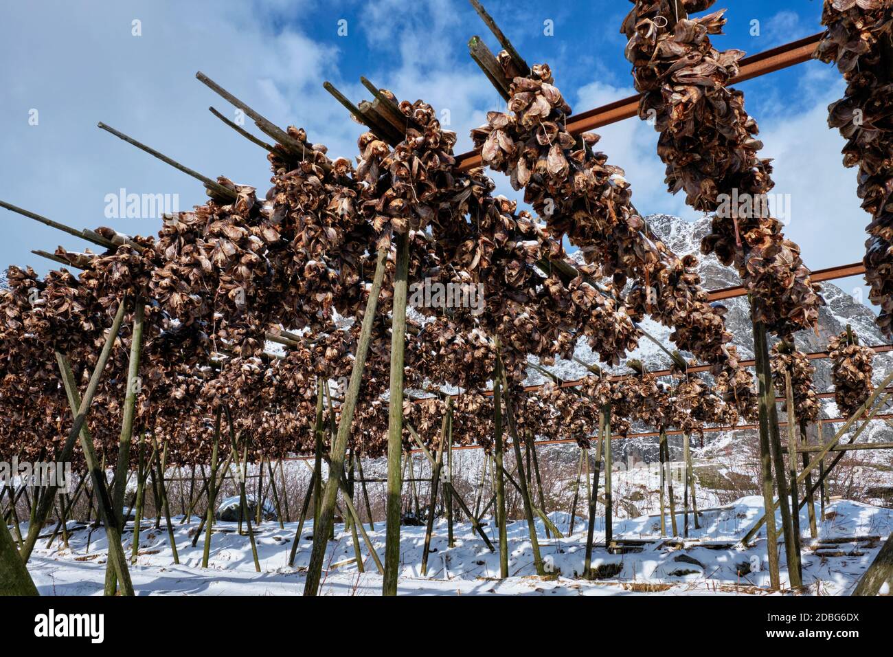 Drying flakes with stockfish cod fish heads in winter. A fishing ...