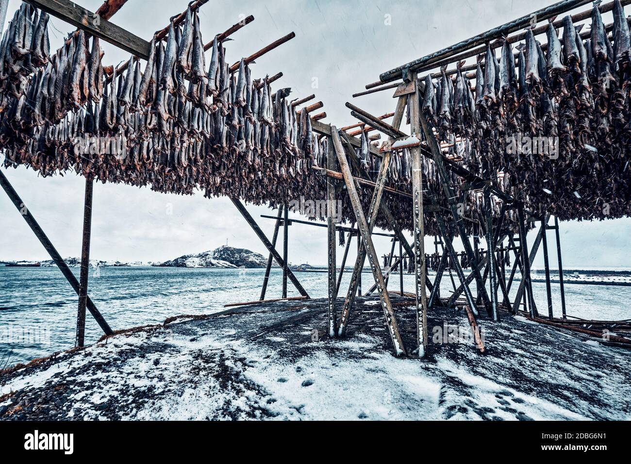 Drying flakes with stockfish cod fish in winter. Reine fishing village ...