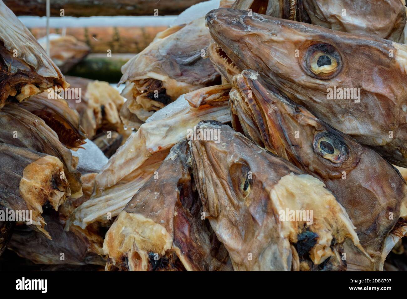 Drying flakes with stockfish cod fish heads in winter. Reine fishing ...