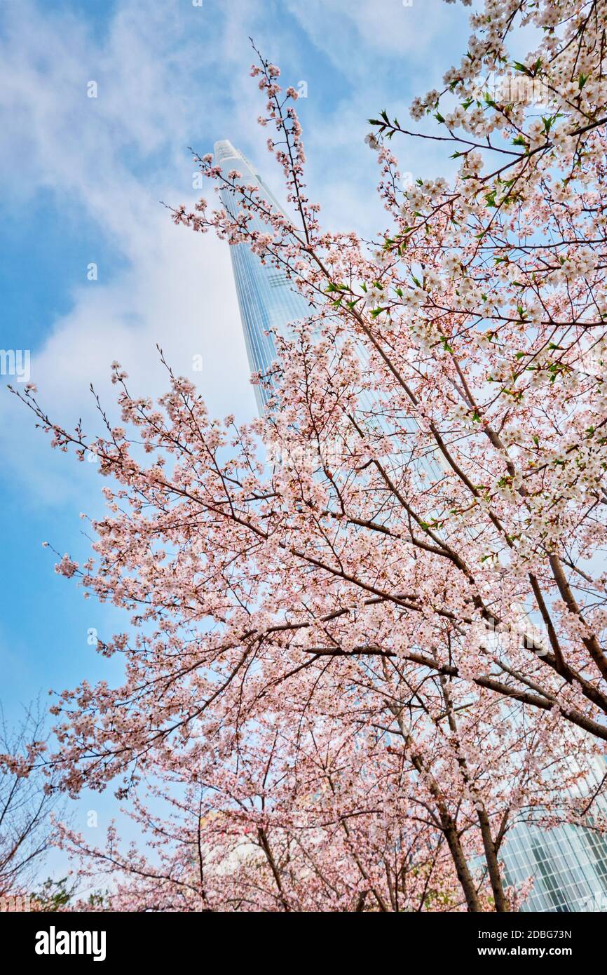 Blooming sakura cherry blossom branch with skyscraper building in ...