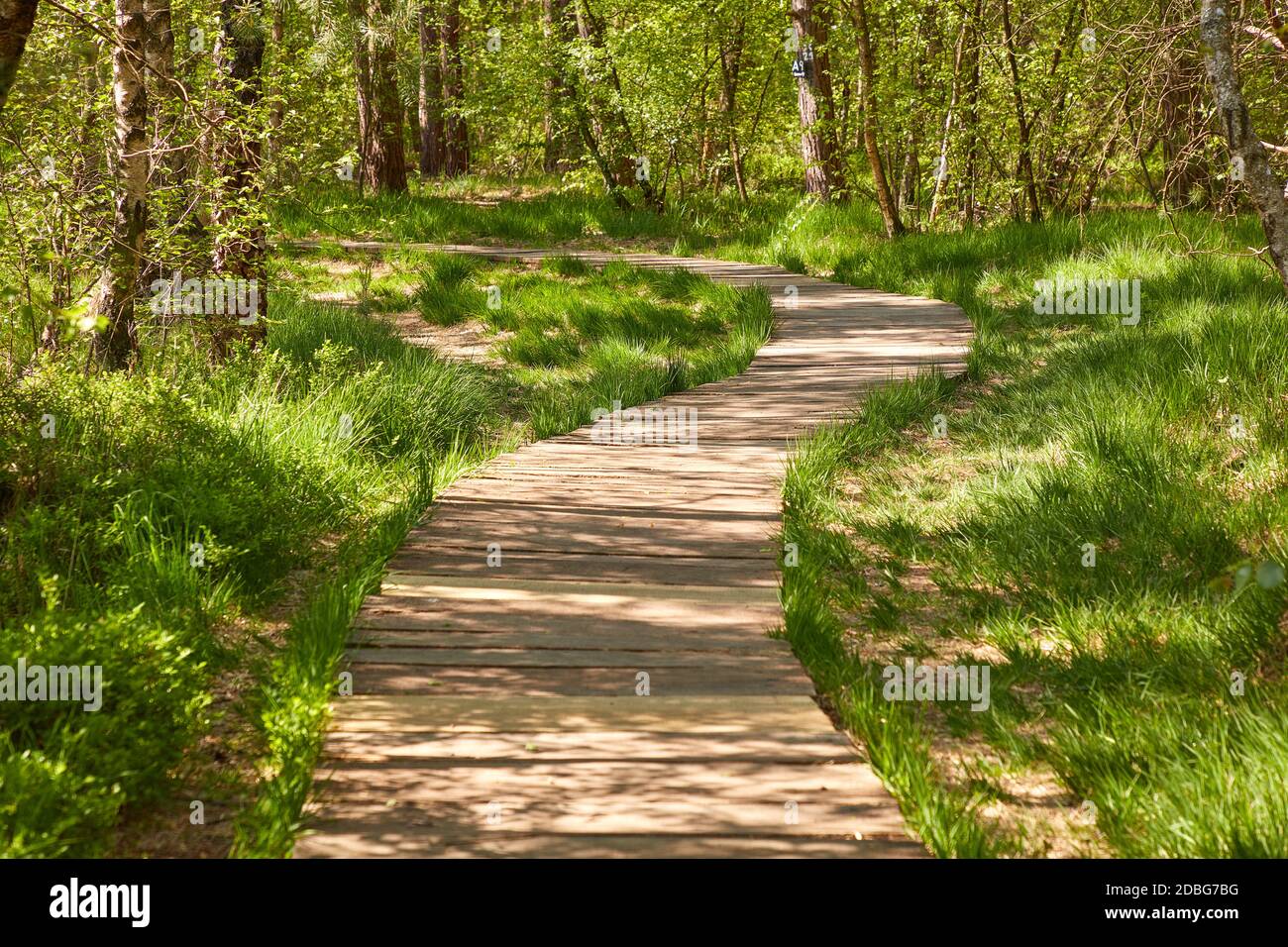 Path through a bog Stock Photo - Alamy