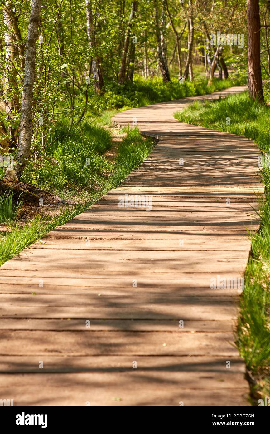 Path through a bog Stock Photo - Alamy