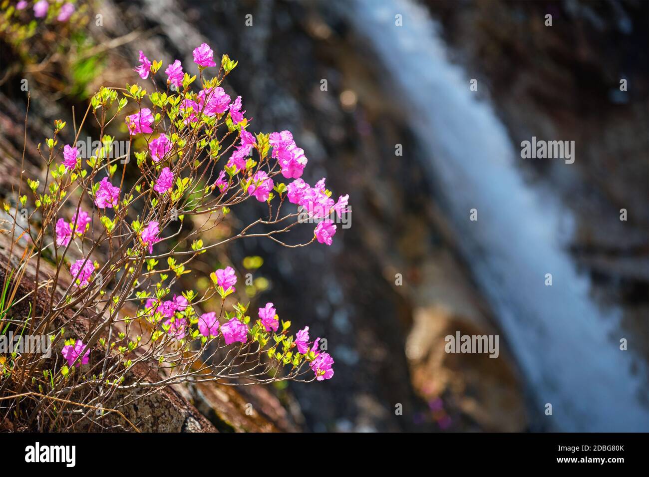 Rhododendron Mucronulatum Korean Rhododendron flower with Biryong Falls ...