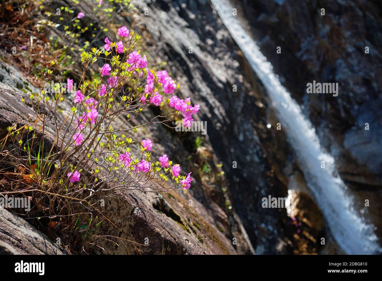 Rhododendron Mucronulatum Korean Rhododendron flower with Biryong Falls ...