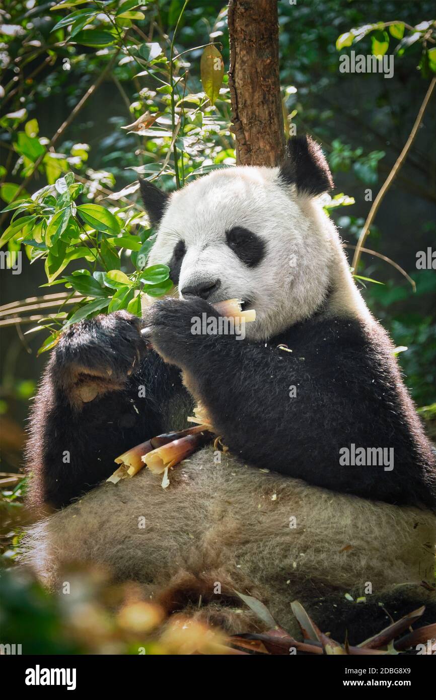 Chinese tourist symbol and attraction - giant panda bear eating bamboo ...