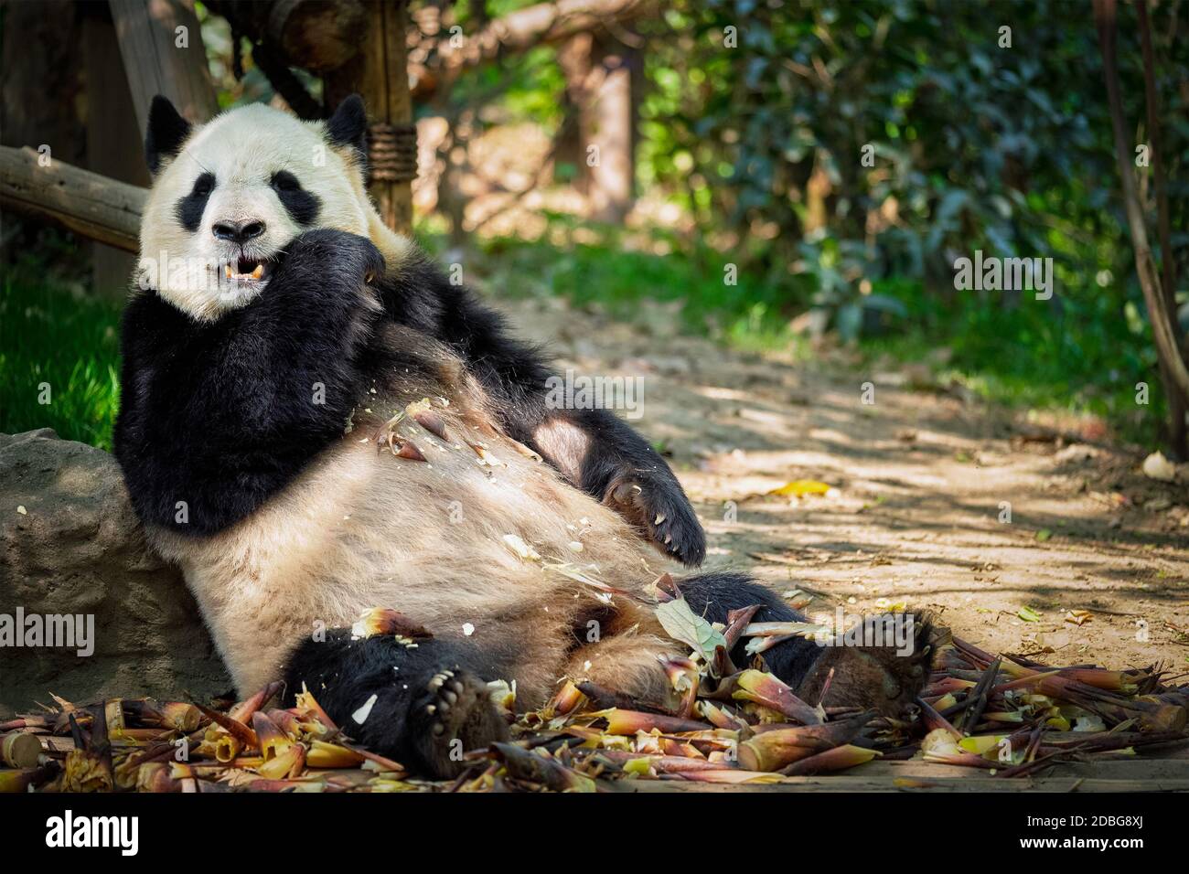 Chinese tourist symbol and attraction - giant panda bear eating bamboo ...