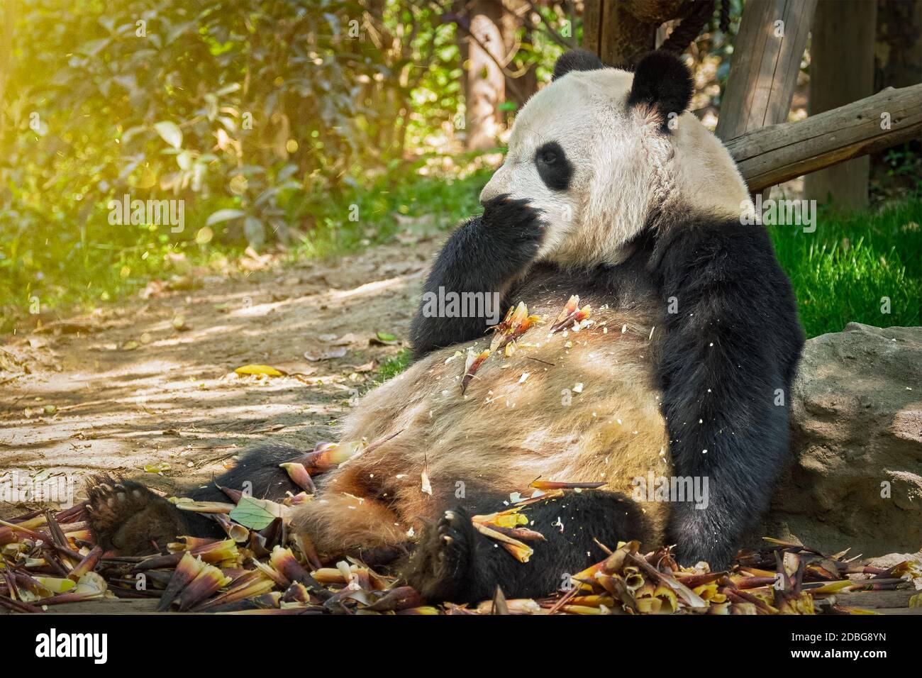 Chinese tourist symbol and attraction - giant panda bear eating bamboo ...