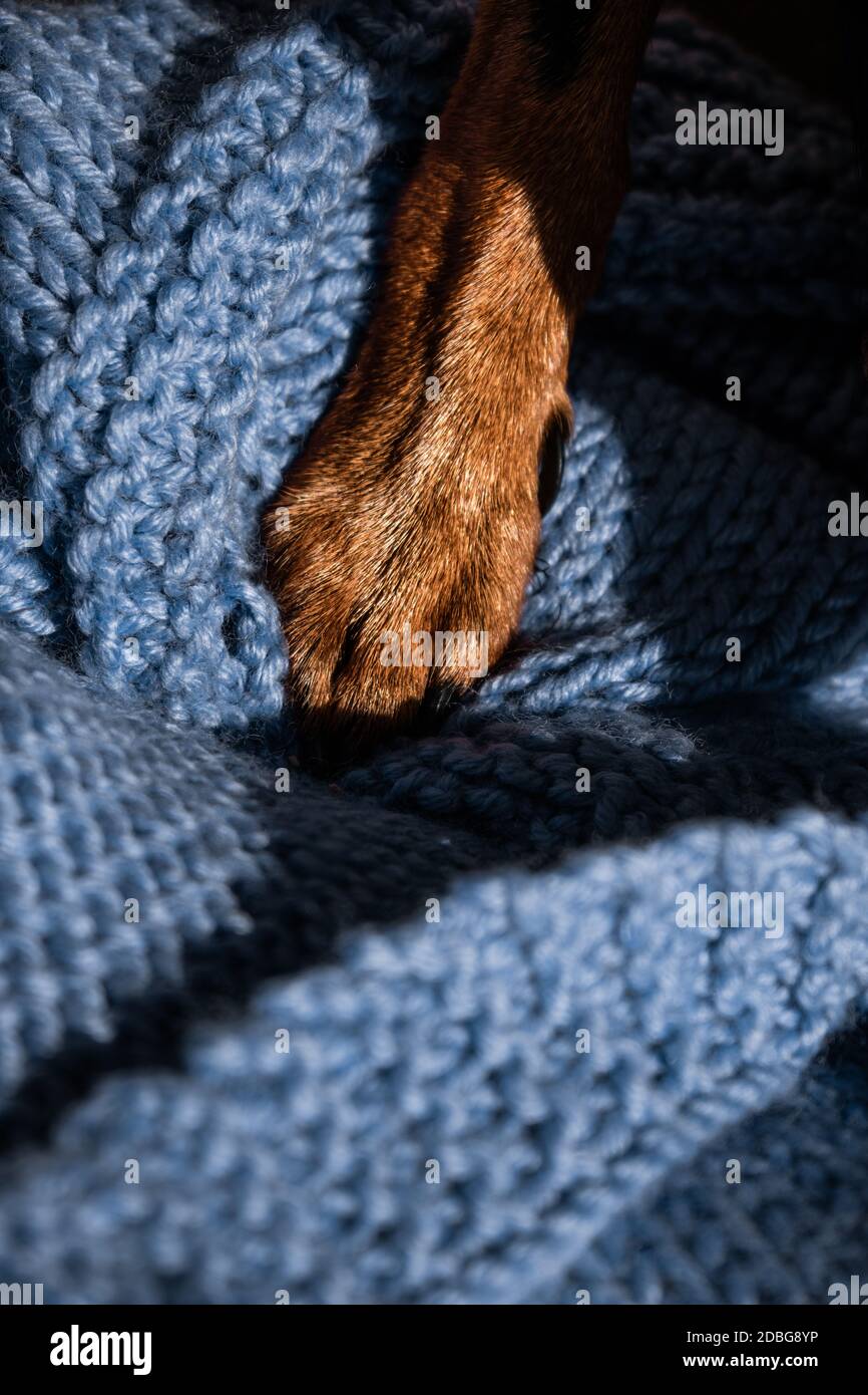 Fragile Dog High Resolution Stock Photography and Images - Alamy