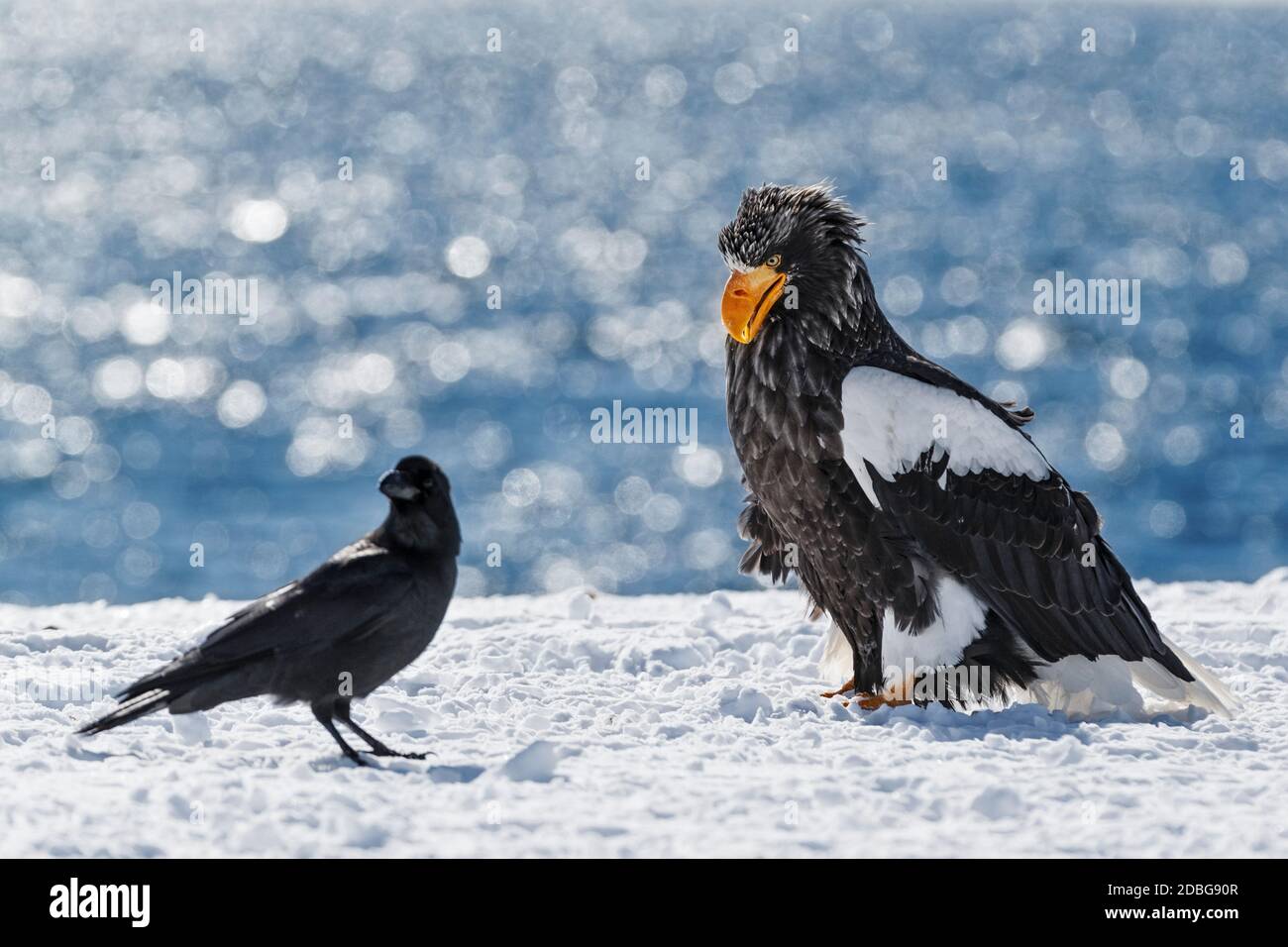 Steller's Eagle, Haliaeetus pelagicus, and raven (Corvus corax) in snow ...