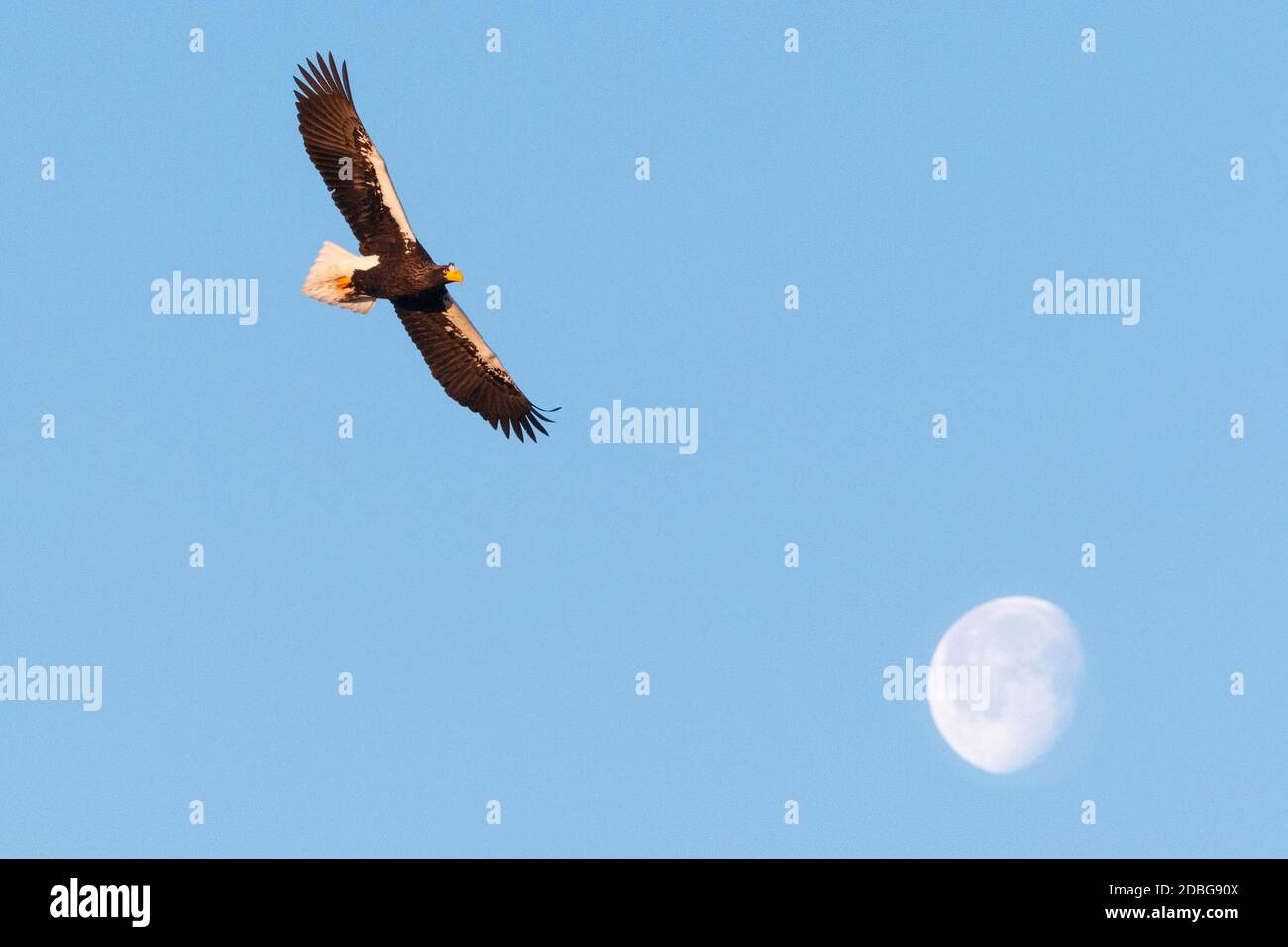 Steller's Sea Eagle, Haliaeetus pelagicus, flying wings spread, passing ...