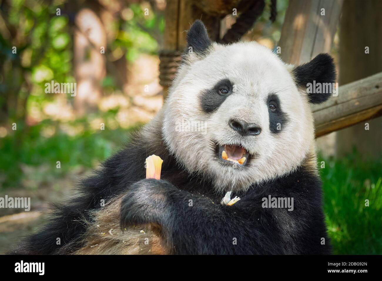 Chinese tourist symbol and attraction - giant panda bear eating bamboo ...