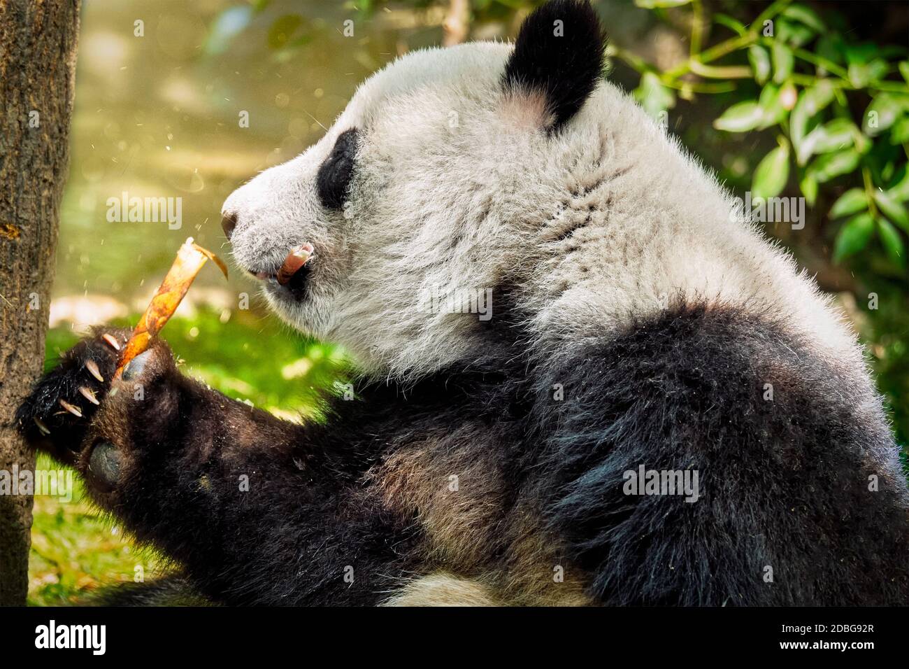 Chinese tourist symbol and attraction - giant panda bear eating bamboo ...