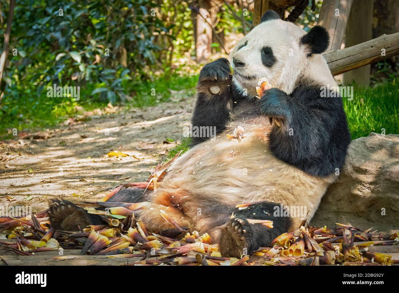 Chinese tourist symbol and attraction - giant panda bear eating bamboo ...