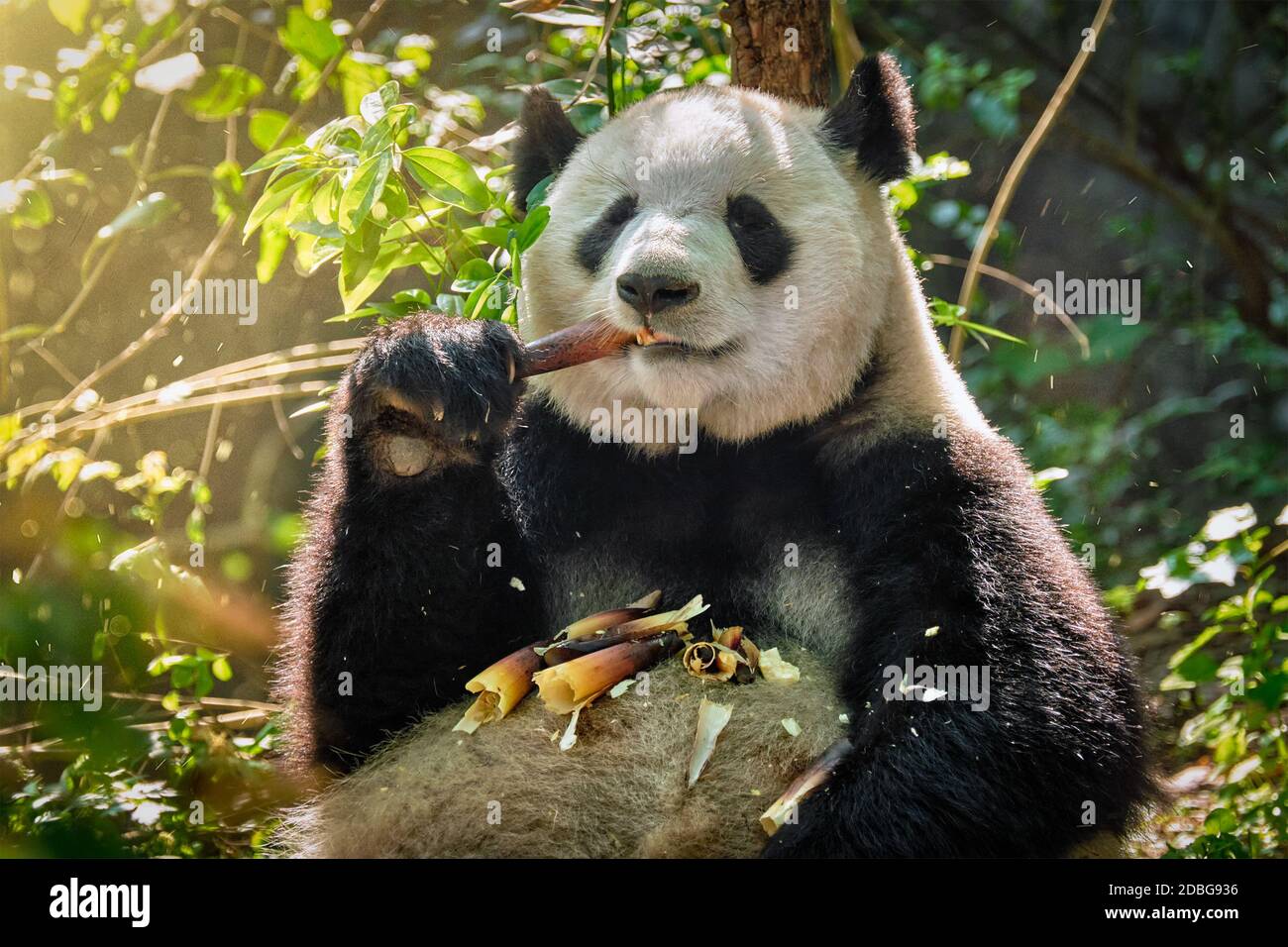 Chinese tourist symbol and attraction - giant panda bear eating bamboo ...