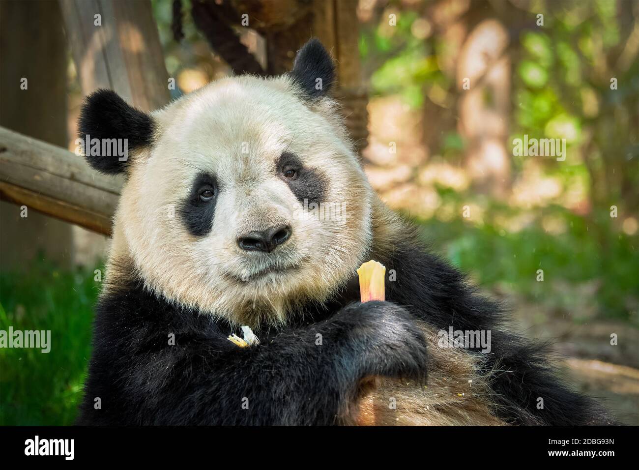 Chinese tourist symbol and attraction - giant panda bear eating bamboo ...