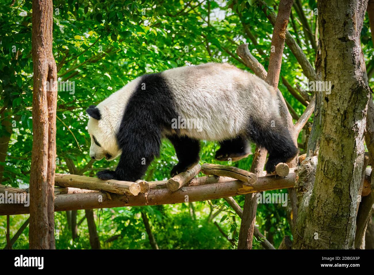 Chinese tourist symbol and attraction - giant panda bear eating bamboo ...