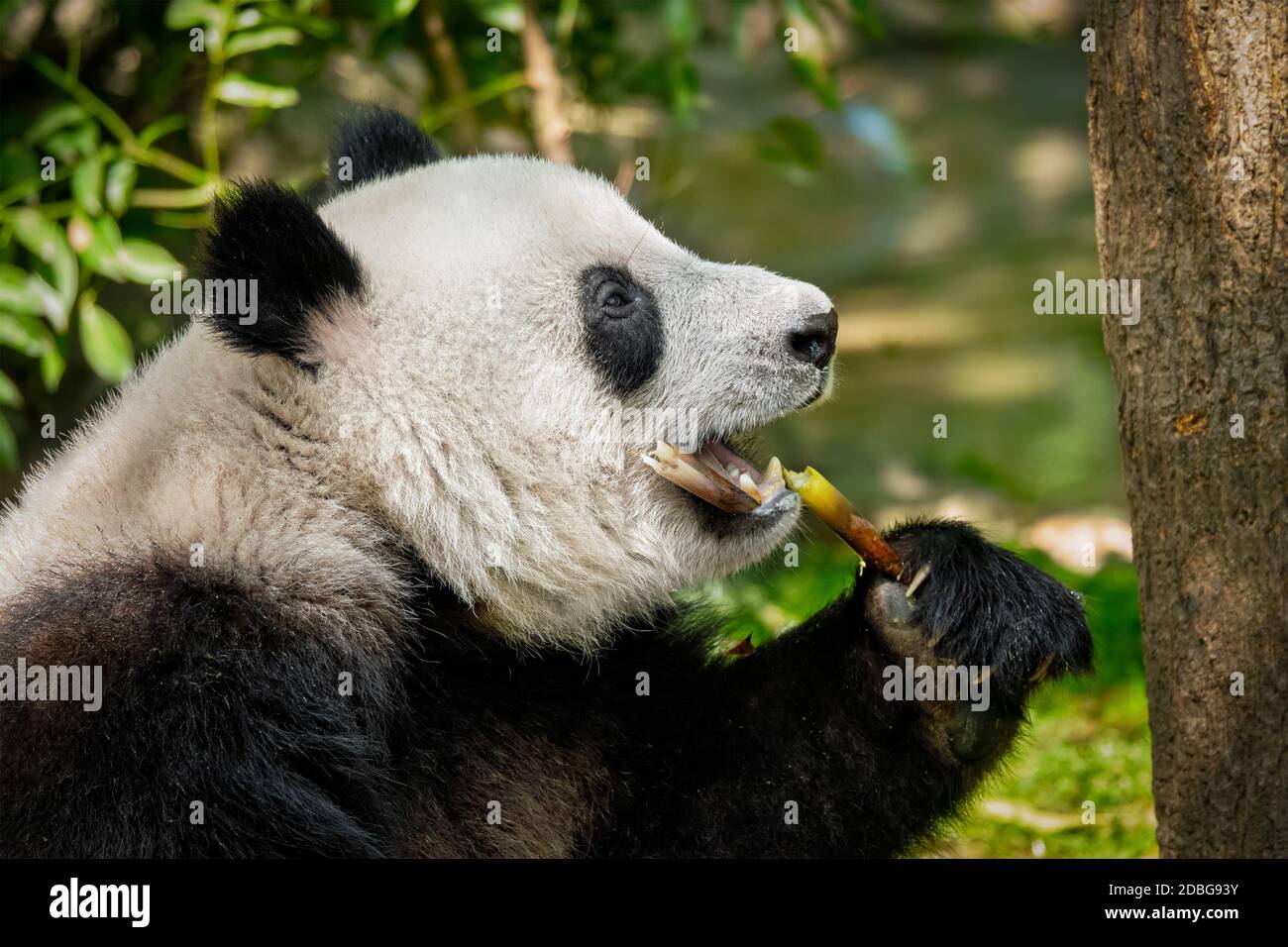 Chinese tourist symbol and attraction - giant panda bear eating bamboo ...