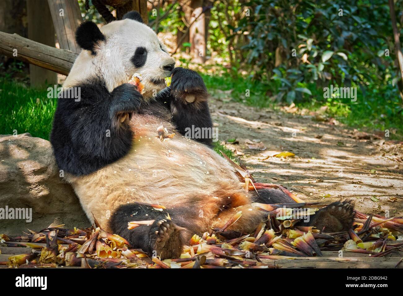 Chinese tourist symbol and attraction - giant panda bear eating bamboo ...