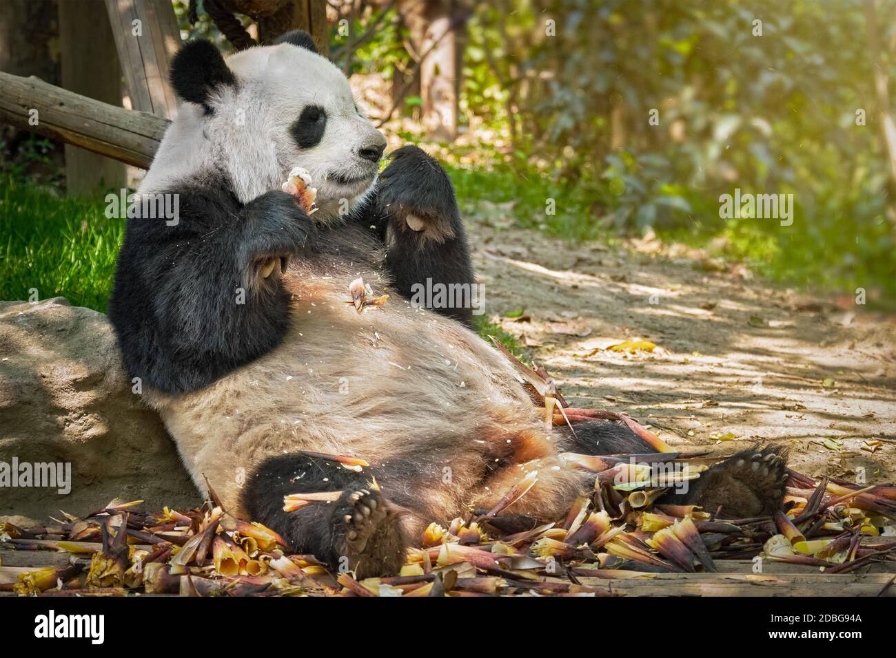 Chinese tourist symbol and attraction - giant panda bear eating bamboo ...