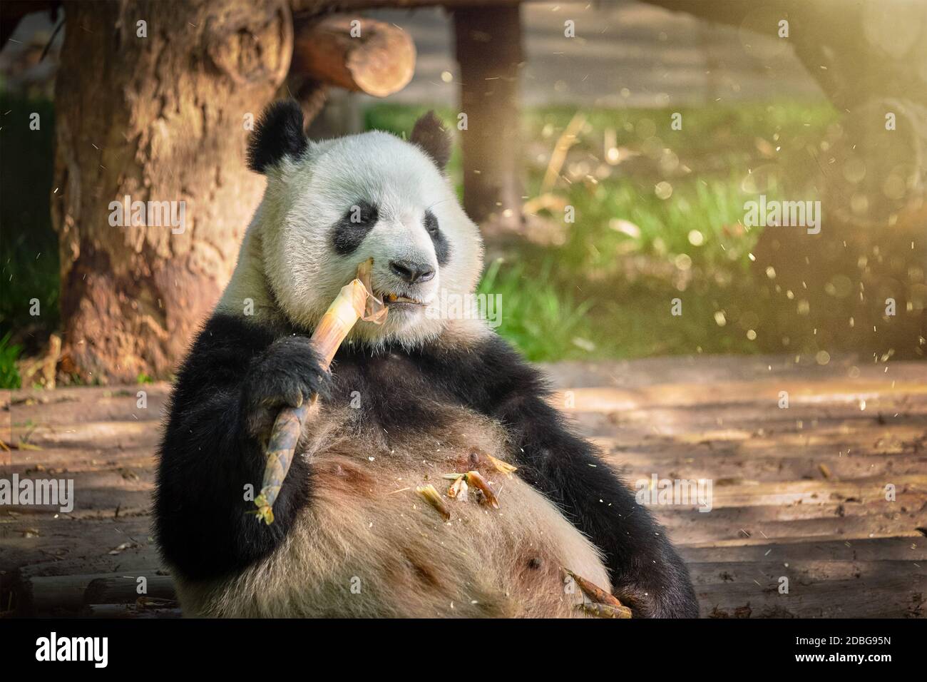 Chinese tourist symbol and attraction - giant panda bear eating bamboo ...
