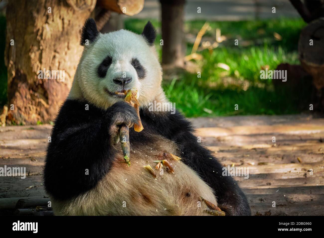 Chinese tourist symbol and attraction - giant panda bear eating bamboo ...