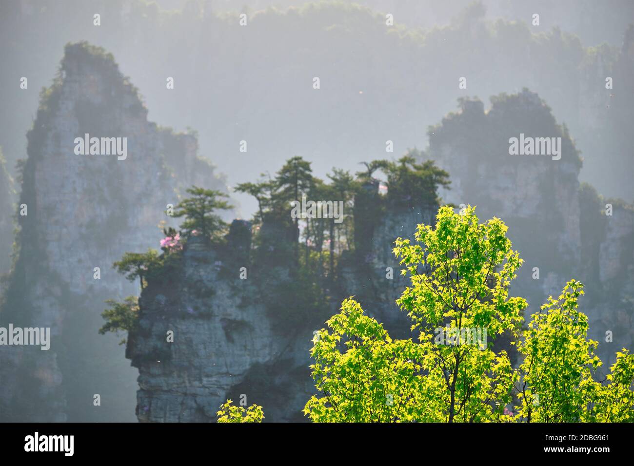 Famous tourist attraction of China - Zhangjiajie stone pillars cliff ...