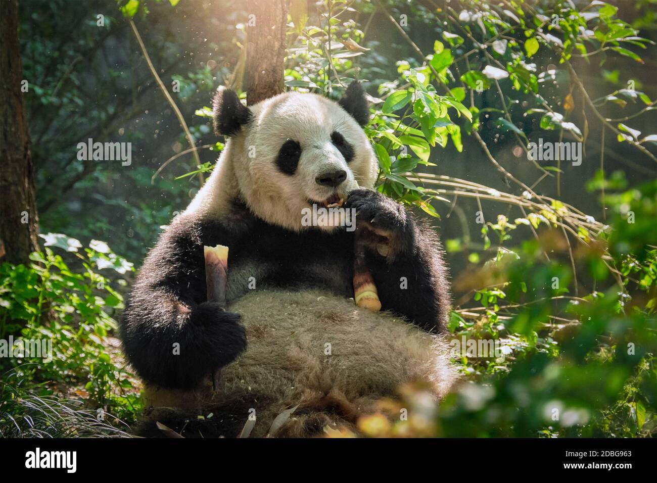 Chinese tourist symbol and attraction - giant panda bear eating bamboo ...
