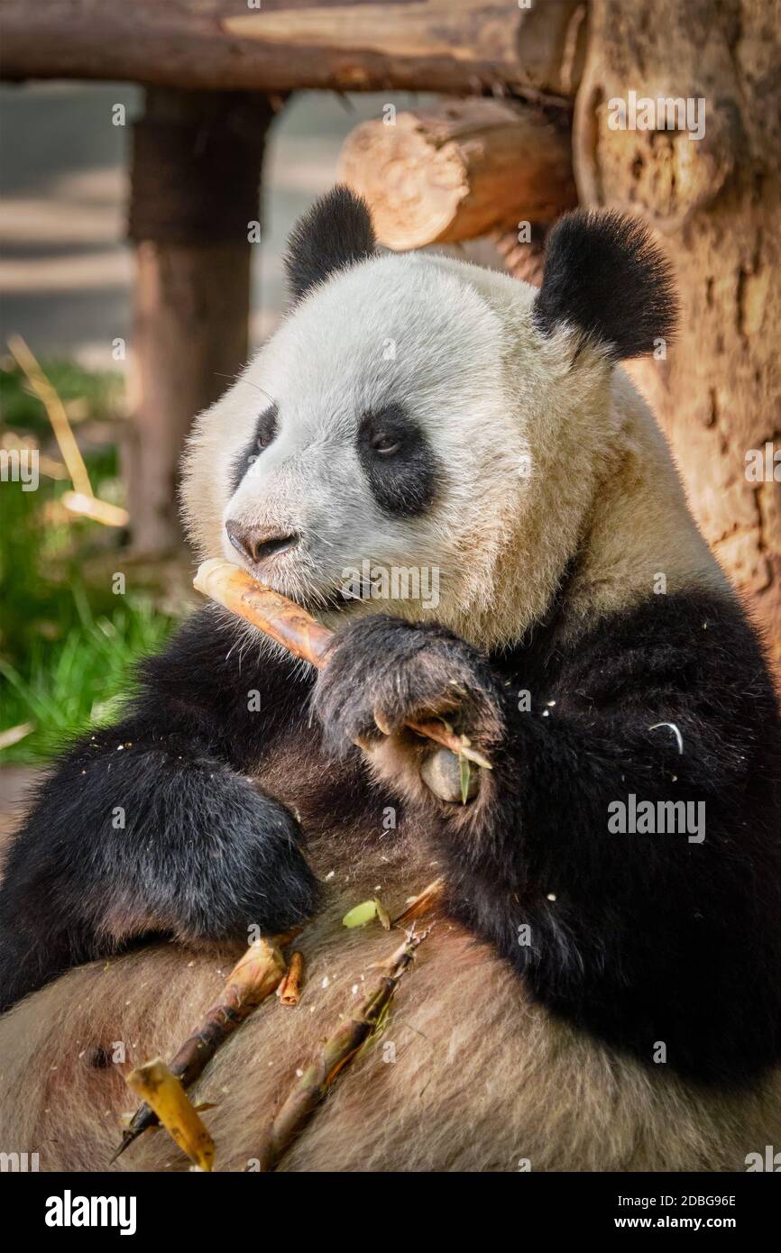 Chinese tourist symbol and attraction - giant panda bear eating bamboo ...