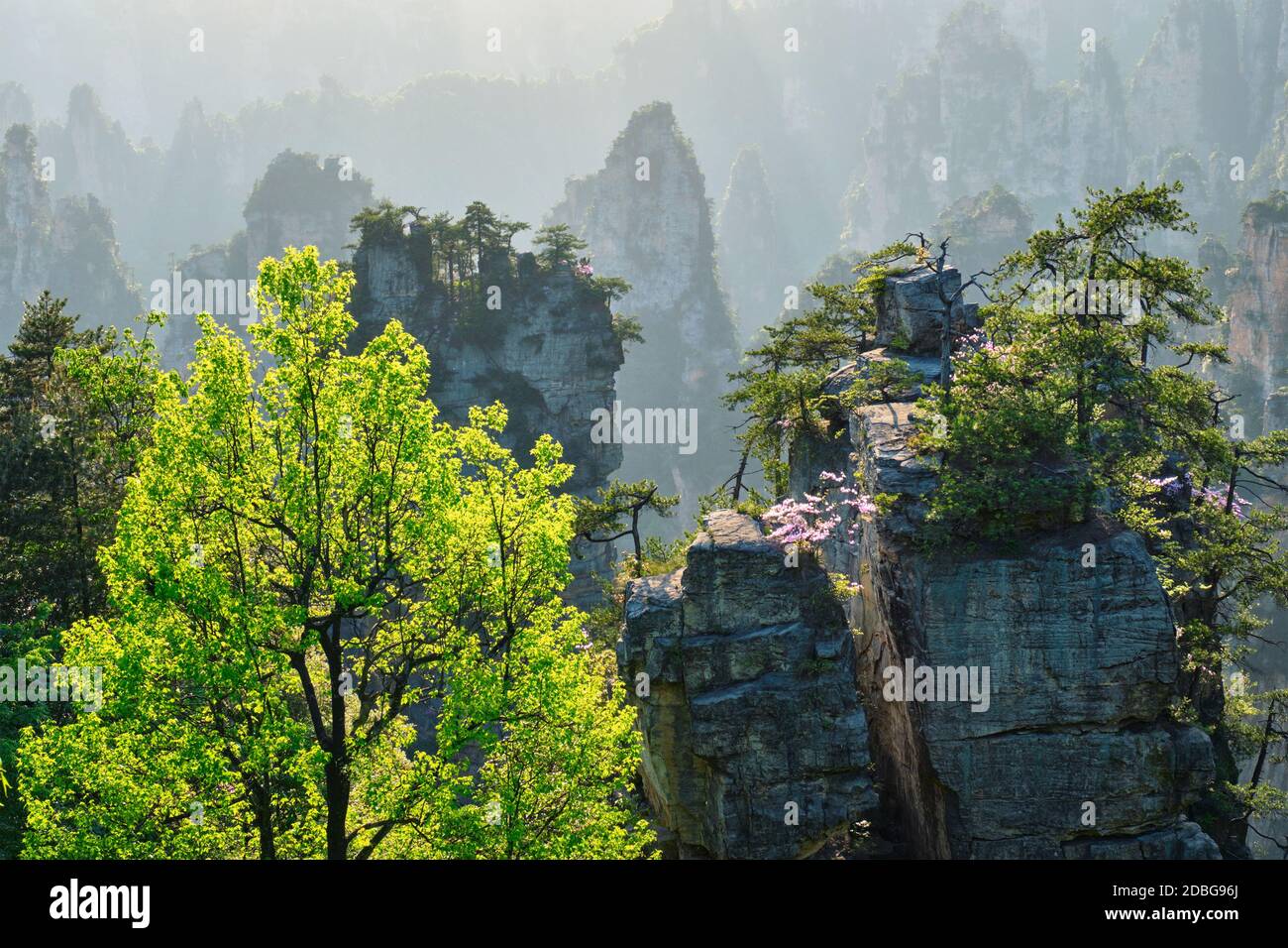 Famous tourist attraction of China - Zhangjiajie stone pillars cliff ...