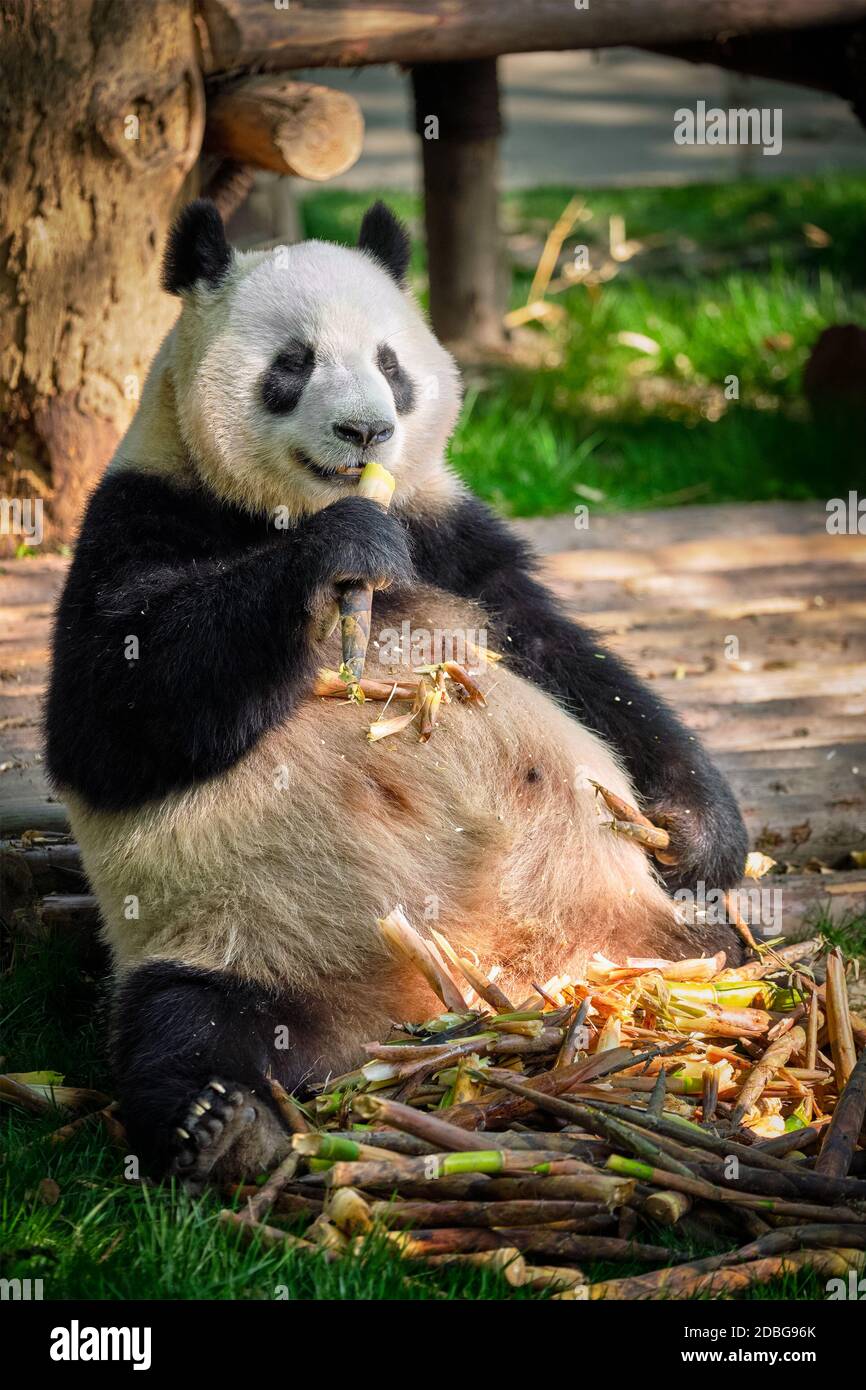 Chinese tourist symbol and attraction - giant panda bear eating bamboo ...