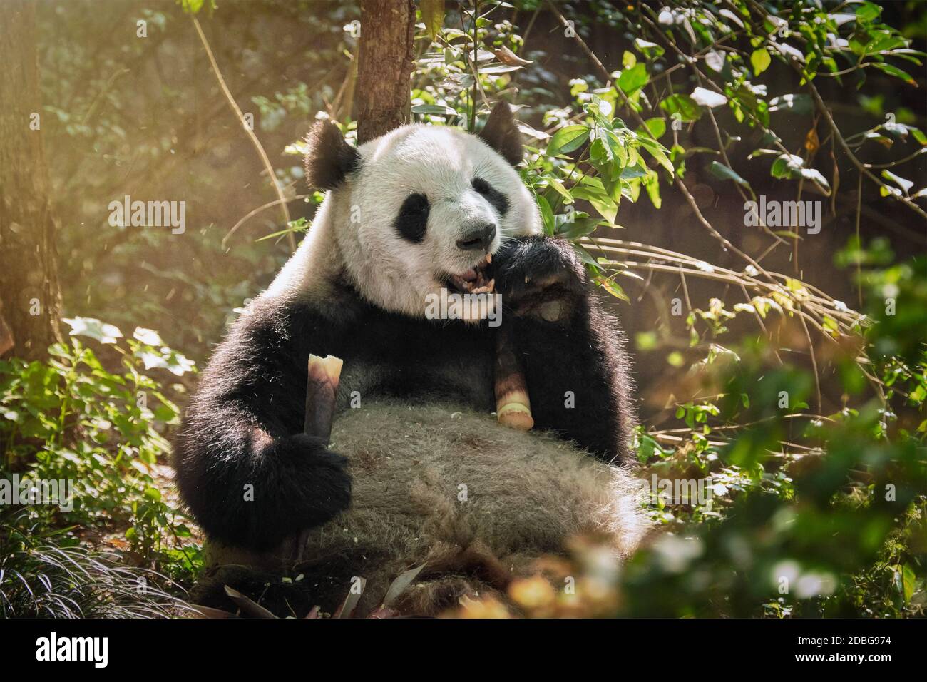 Chinese tourist symbol and attraction - giant panda bear eating bamboo ...