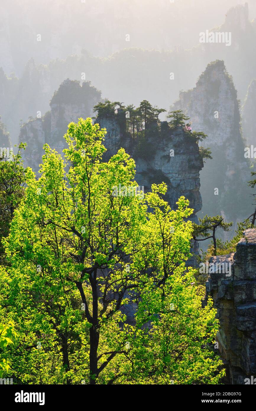 Famous tourist attraction of China - Zhangjiajie stone pillars cliff ...