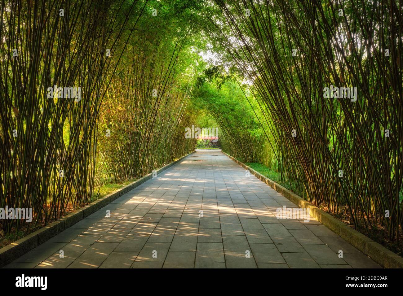 Path in bamboo forest brove in Wangjiang Pavilion (Wangjiang Tower ...
