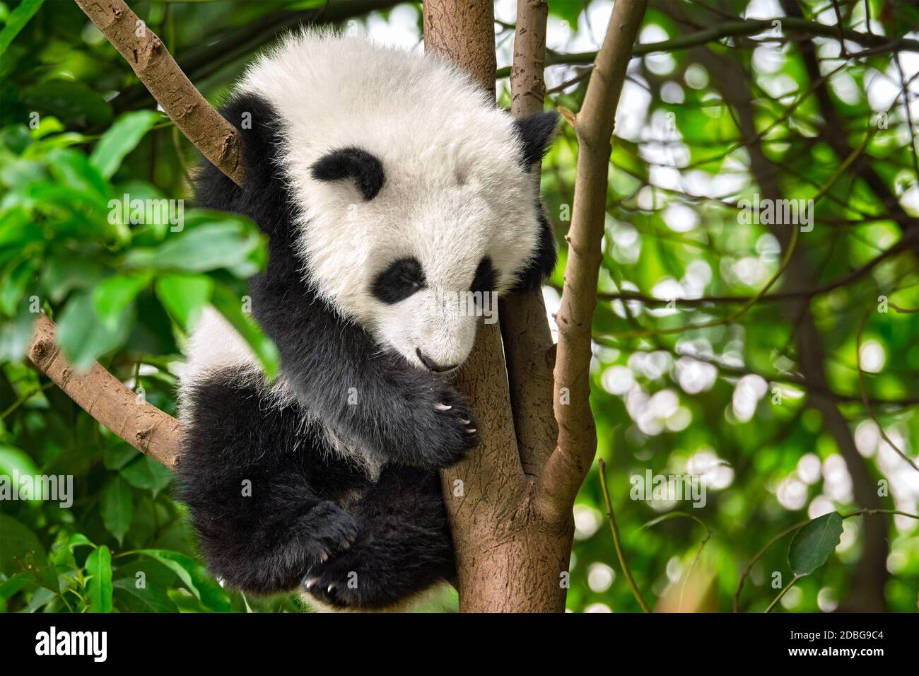 Chinese tourist symbol and attraction - cute giant panda bear cub on ...