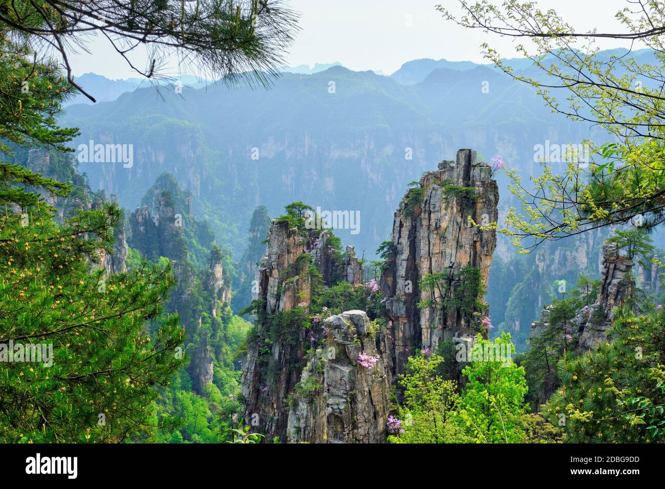 Famous tourist attraction of China - Zhangjiajie stone pillars cliff ...