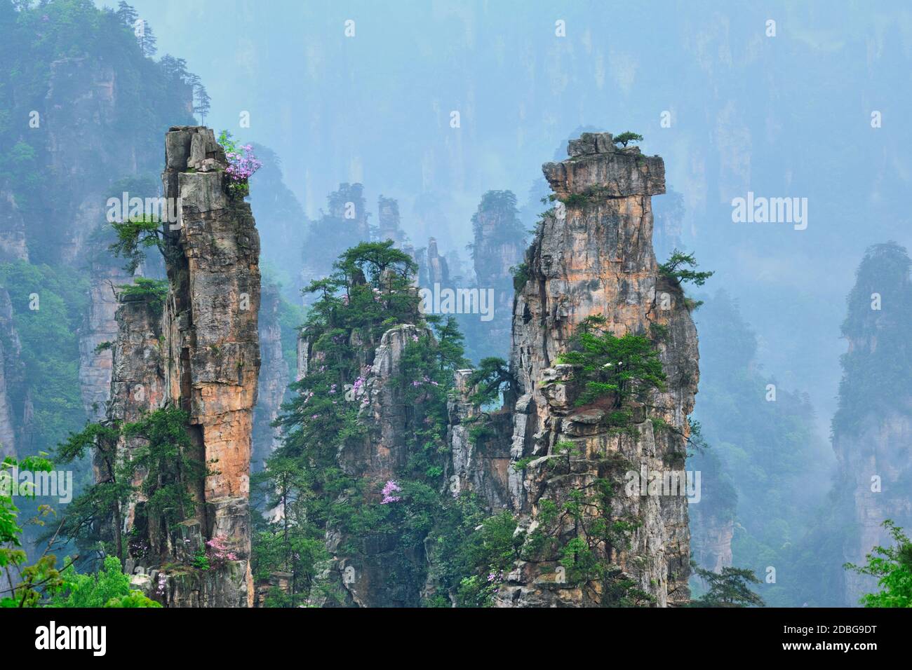 Famous tourist attraction of China - Zhangjiajie stone pillars cliff ...