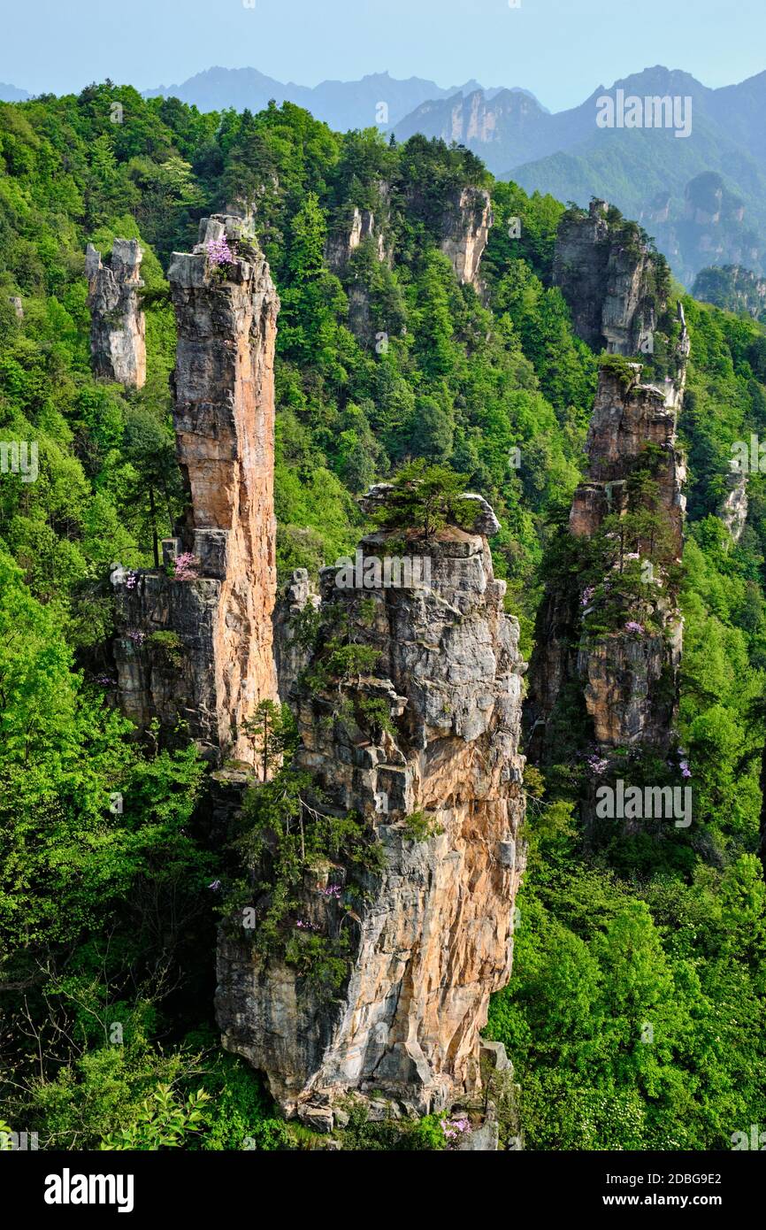 Famous tourist attraction of China - Zhangjiajie stone pillars cliff ...