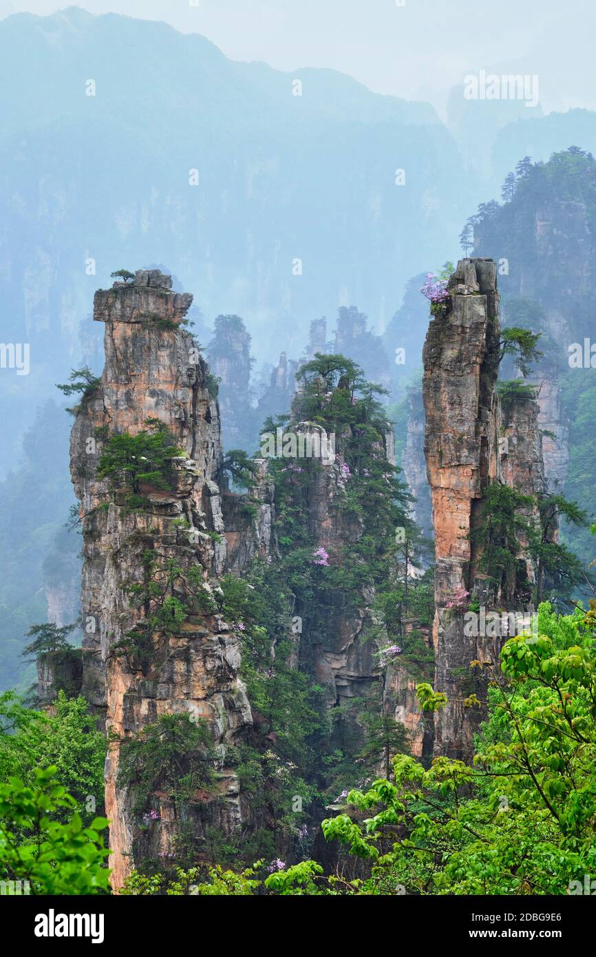 Famous tourist attraction of China - Zhangjiajie stone pillars cliff ...