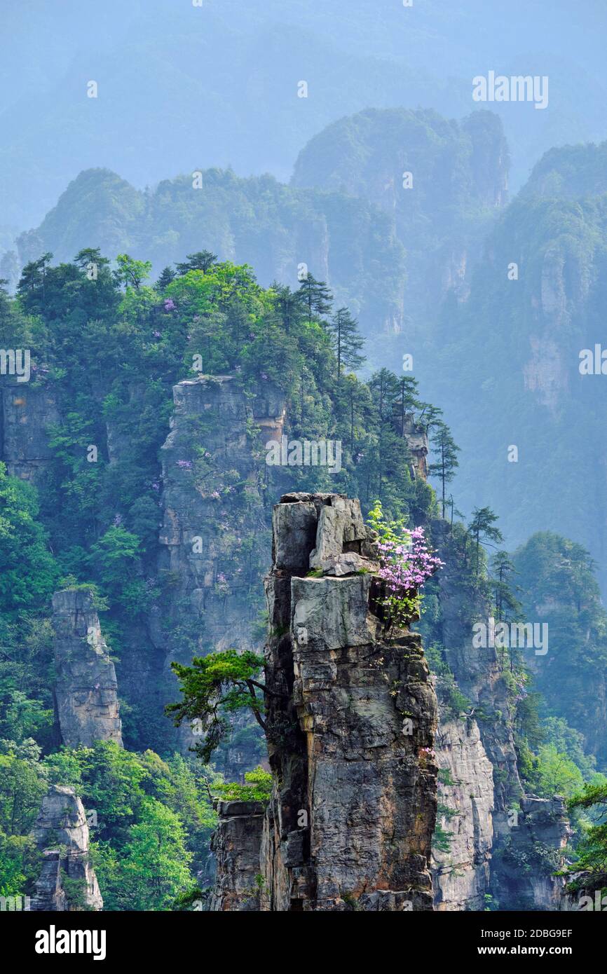 Famous tourist attraction of China - Zhangjiajie stone pillars cliff ...