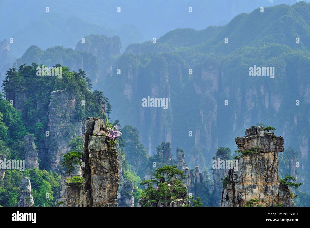 Famous tourist attraction of China - Zhangjiajie stone pillars cliff ...