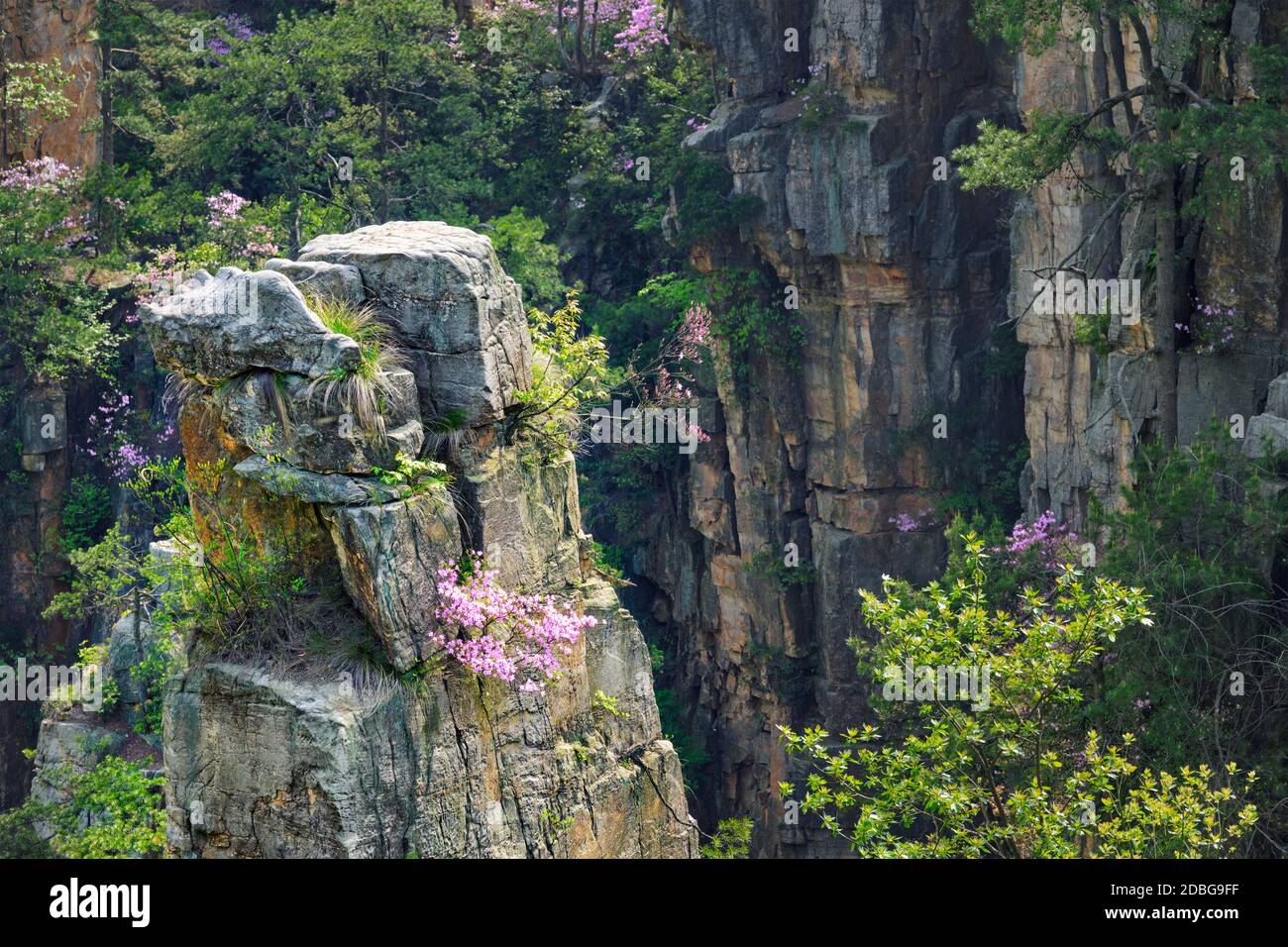 Famous tourist attraction of China - Zhangjiajie stone pillars cliff ...