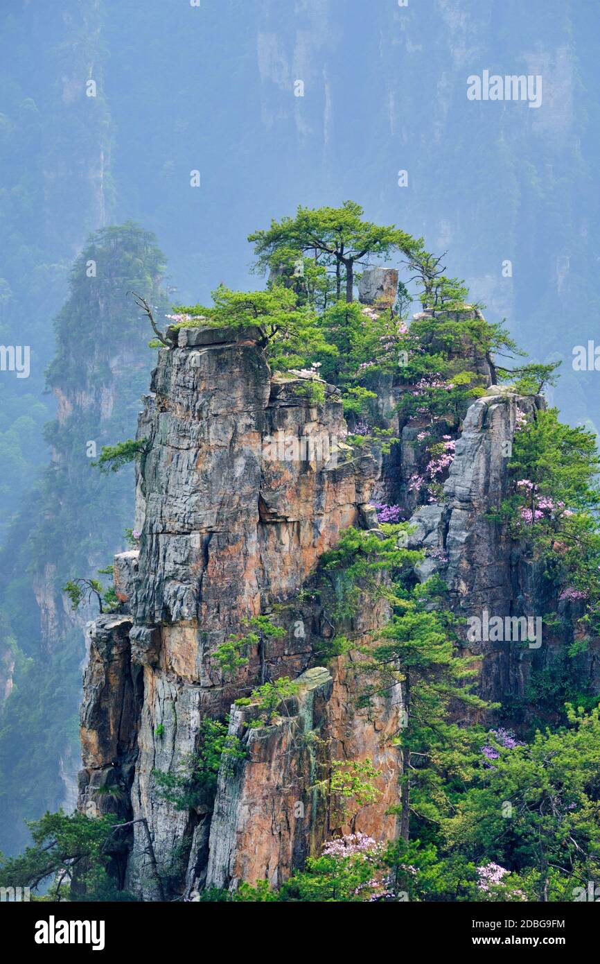 Famous tourist attraction of China - Zhangjiajie stone pillars cliff ...