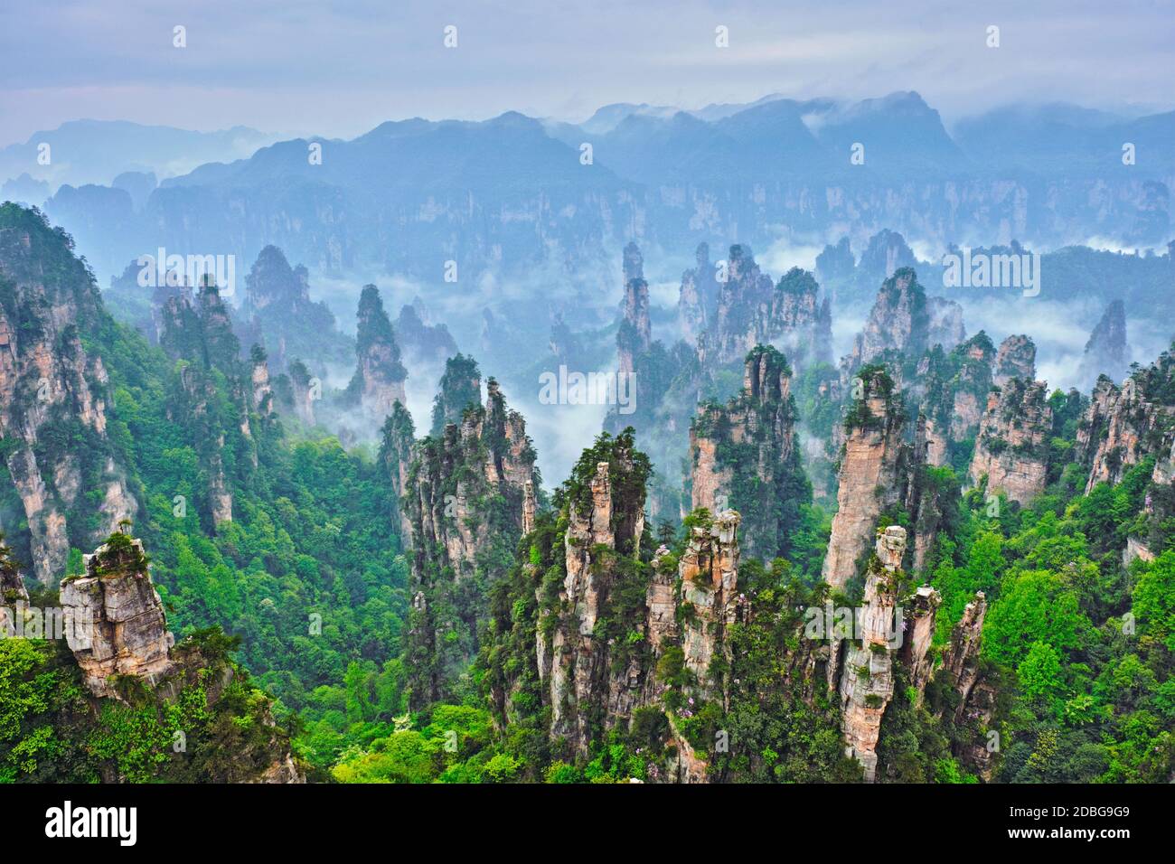 Famous tourist attraction of China - Zhangjiajie stone pillars cliff mountains in fog clouds at ...