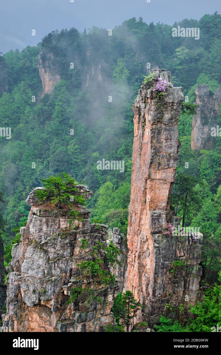 Famous tourist attraction of China - Zhangjiajie stone pillars cliff ...