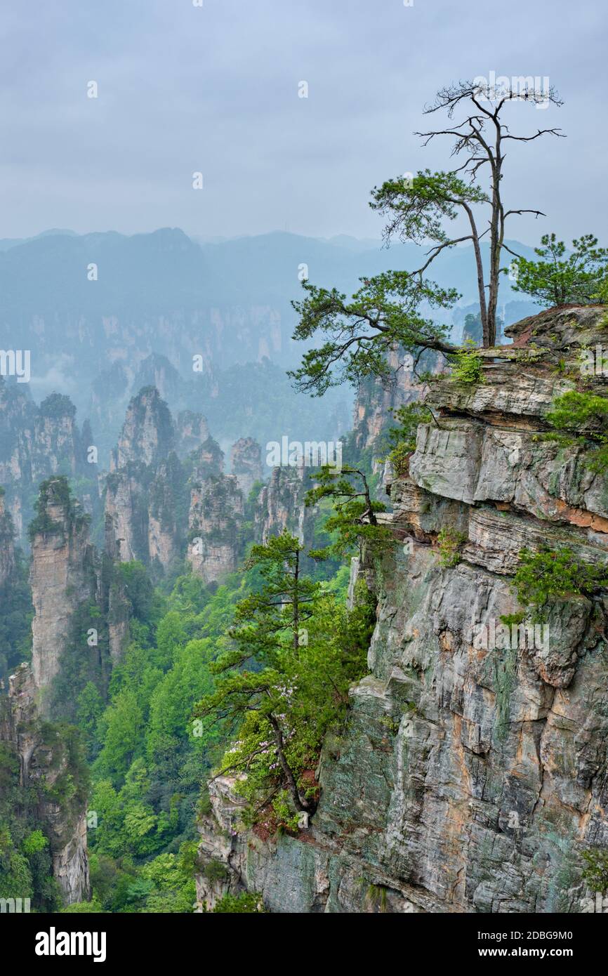Famous tourist attraction of China - Zhangjiajie stone pillars cliff ...