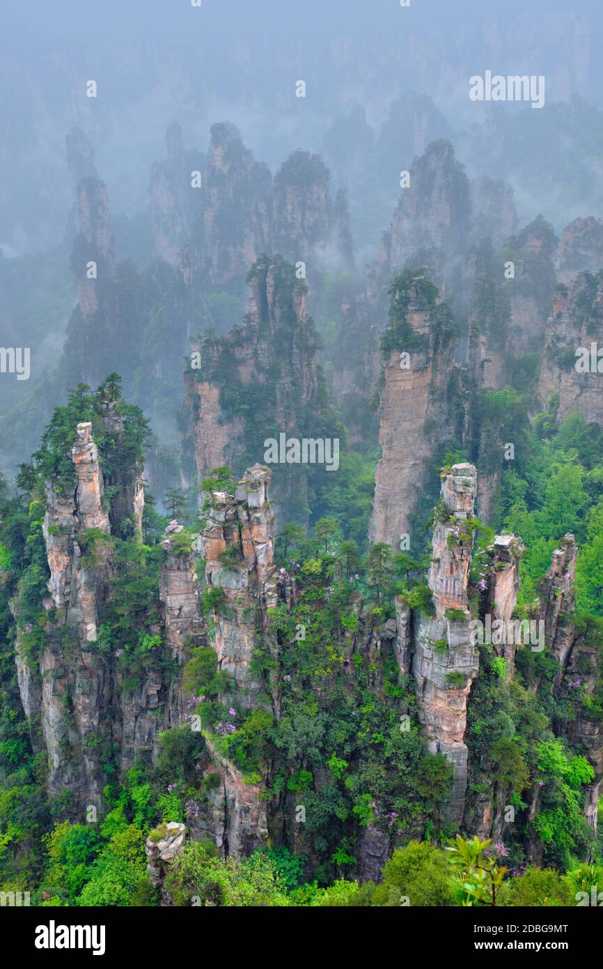 Famous tourist attraction of China - Zhangjiajie stone pillars cliff ...